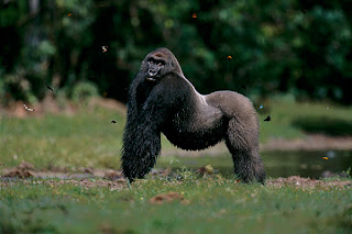 juanKaphotos: Michael “Nick” Nichols (National Geographic Photographer)