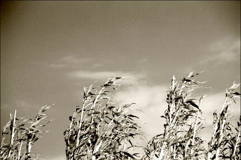 Uma Aventura... no Mundo das Letras: Vento de Levante