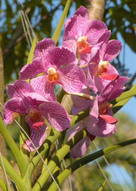 HOBBY ORCHIDIST: How Long Does An Orchid Live? A Semi Terete Vanda Example!