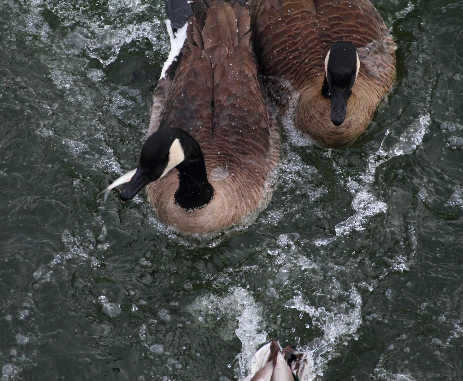 Judge, Jury, and Exhibitioner: Birds of Iowa: Fish in a Barrel