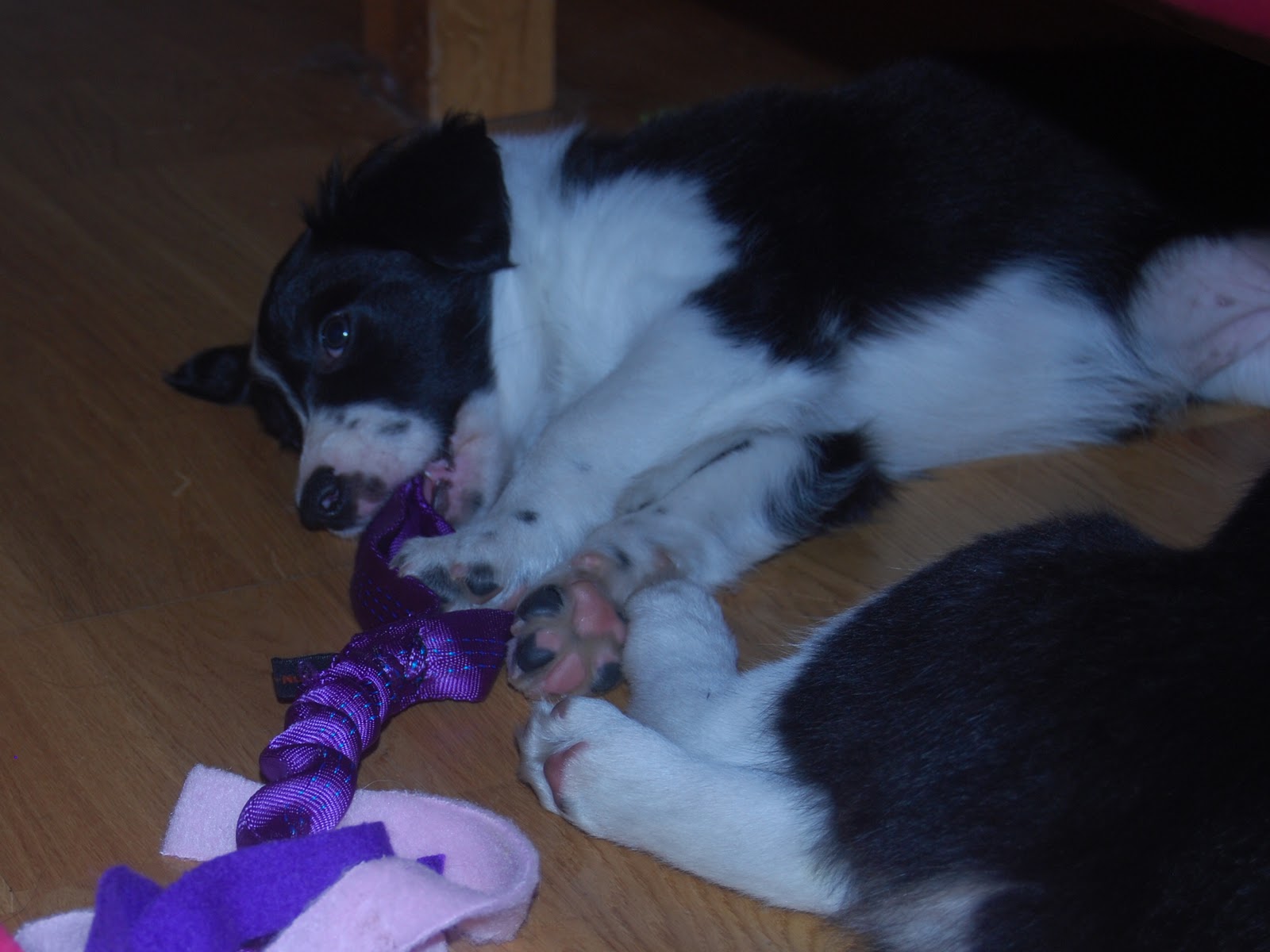 Devongem Border Collies: November 2010