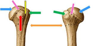 Asi Somos Todos por Dentro