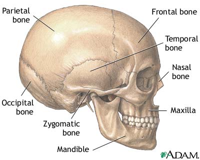 School Workz: The Parts of the Skeletal System: