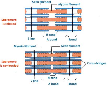 School Workz: Muscular System