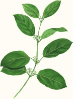 PLANT MEDICINES