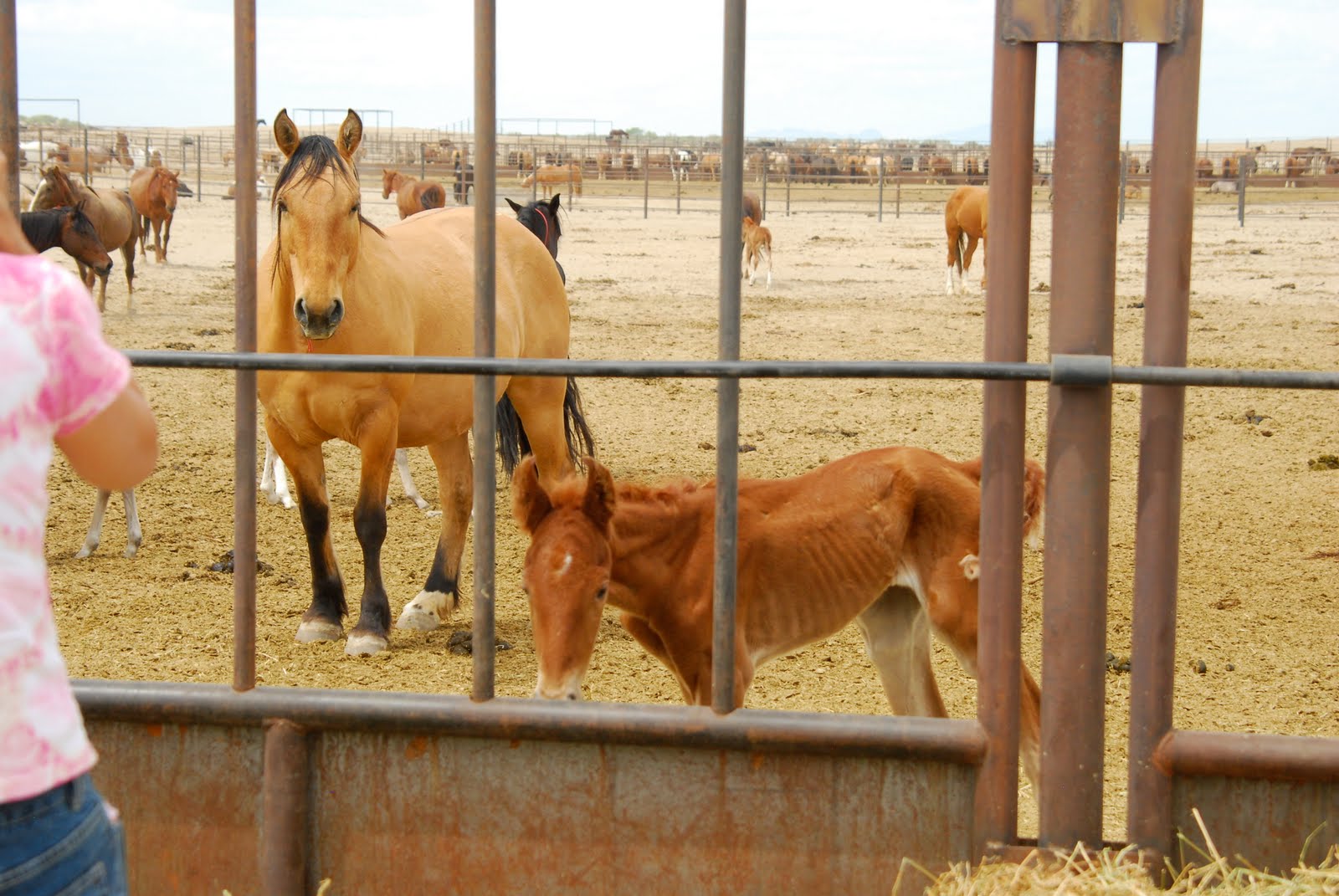 Humane Observer: Elyse Gardner: FALLON UPDATES - The Life of Sorro