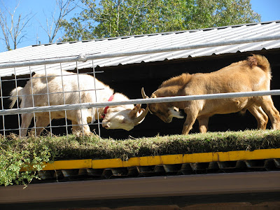 The Prettiest Denny's Waitress