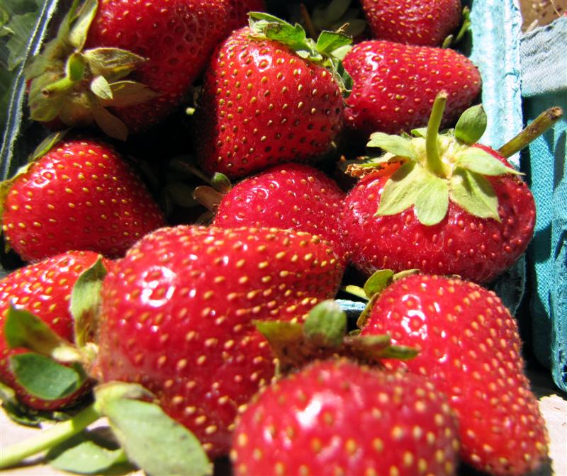 Local Organic Strawberries!