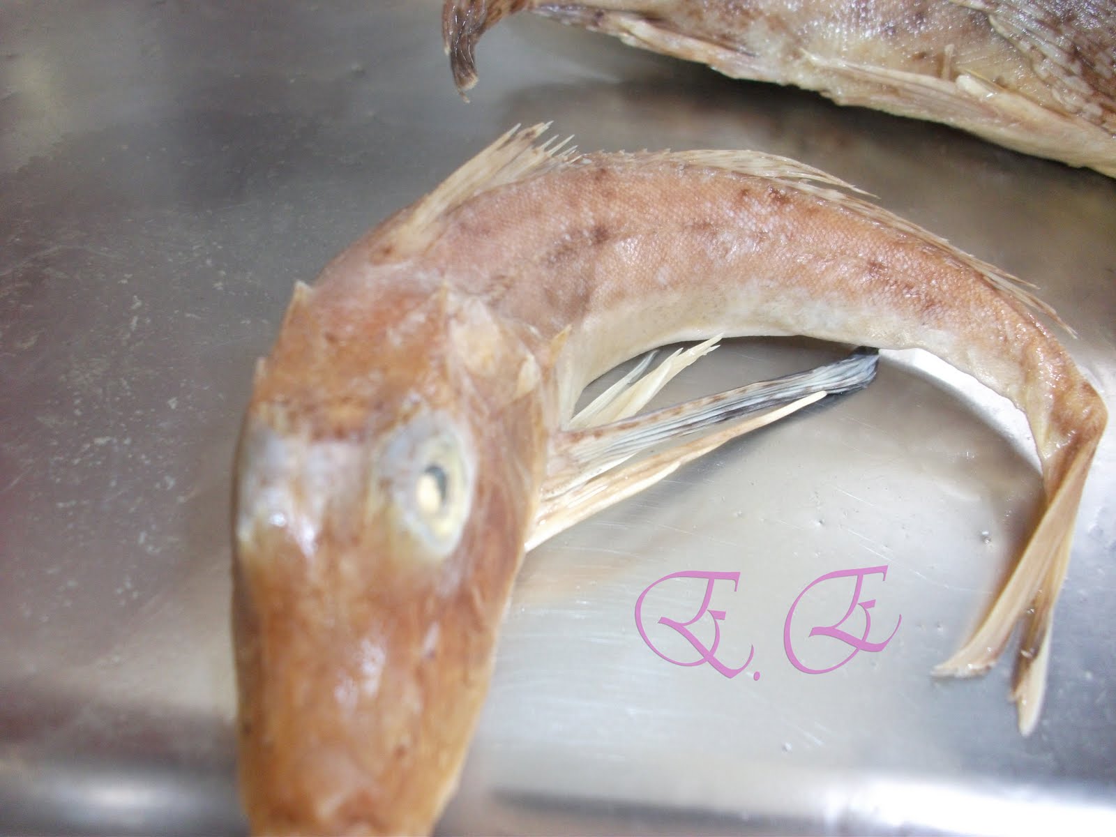 ANADOLU BİYOLOJİ: Omurgalı Hayvanlar Lab. Fotoğrafları / Triglia