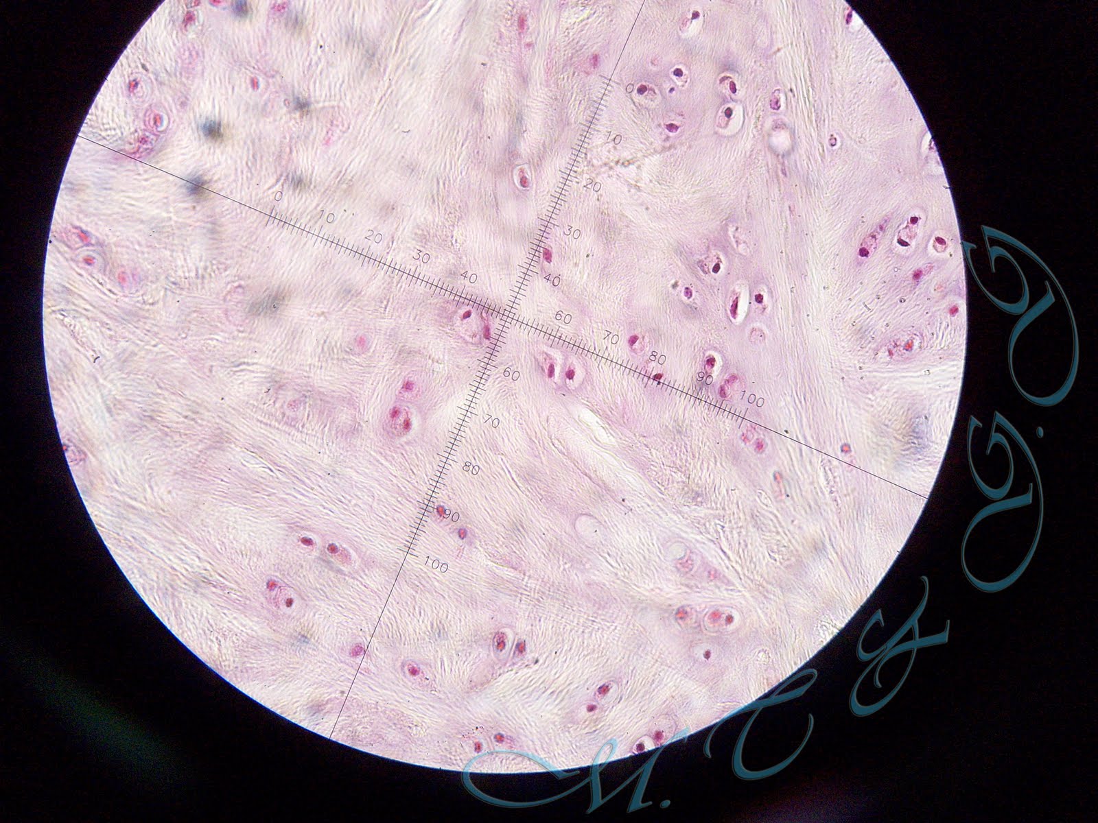 Çok Çeşitli Blog : Histoloji Lab. Fotoğrafları / Destek Doku / Kıkırdak ...