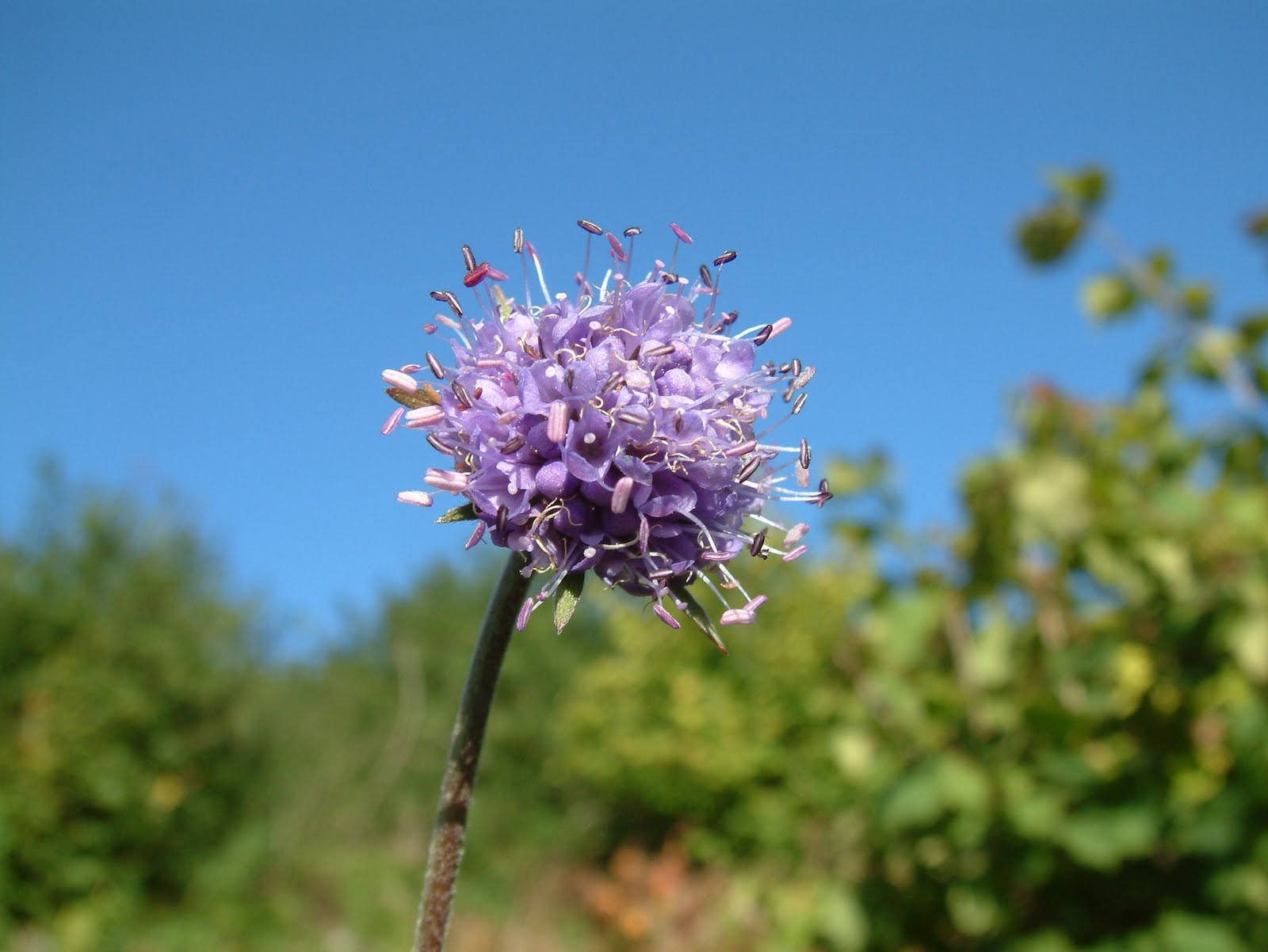 The Native Woods Co-operative (Scotland) Ltd: Devil's bit scabious