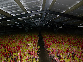 A Great British Appetite: A Magical Mystery Tour; the Rhubarb Triangle