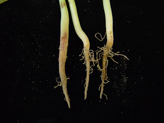 CSU Extension Greenhouse & Nursery Diagnostics: Pythium root rots of ...