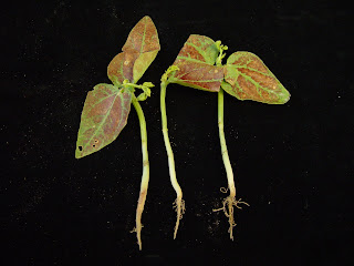 CSU Extension Greenhouse & Nursery Diagnostics: Pythium root rots of ...