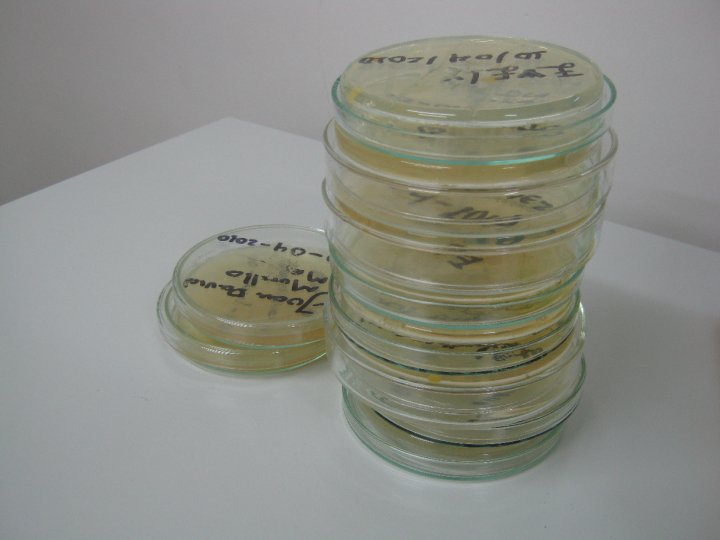 MICROBIOLOGÍA SENA: MEDIOS DE CULTIVO