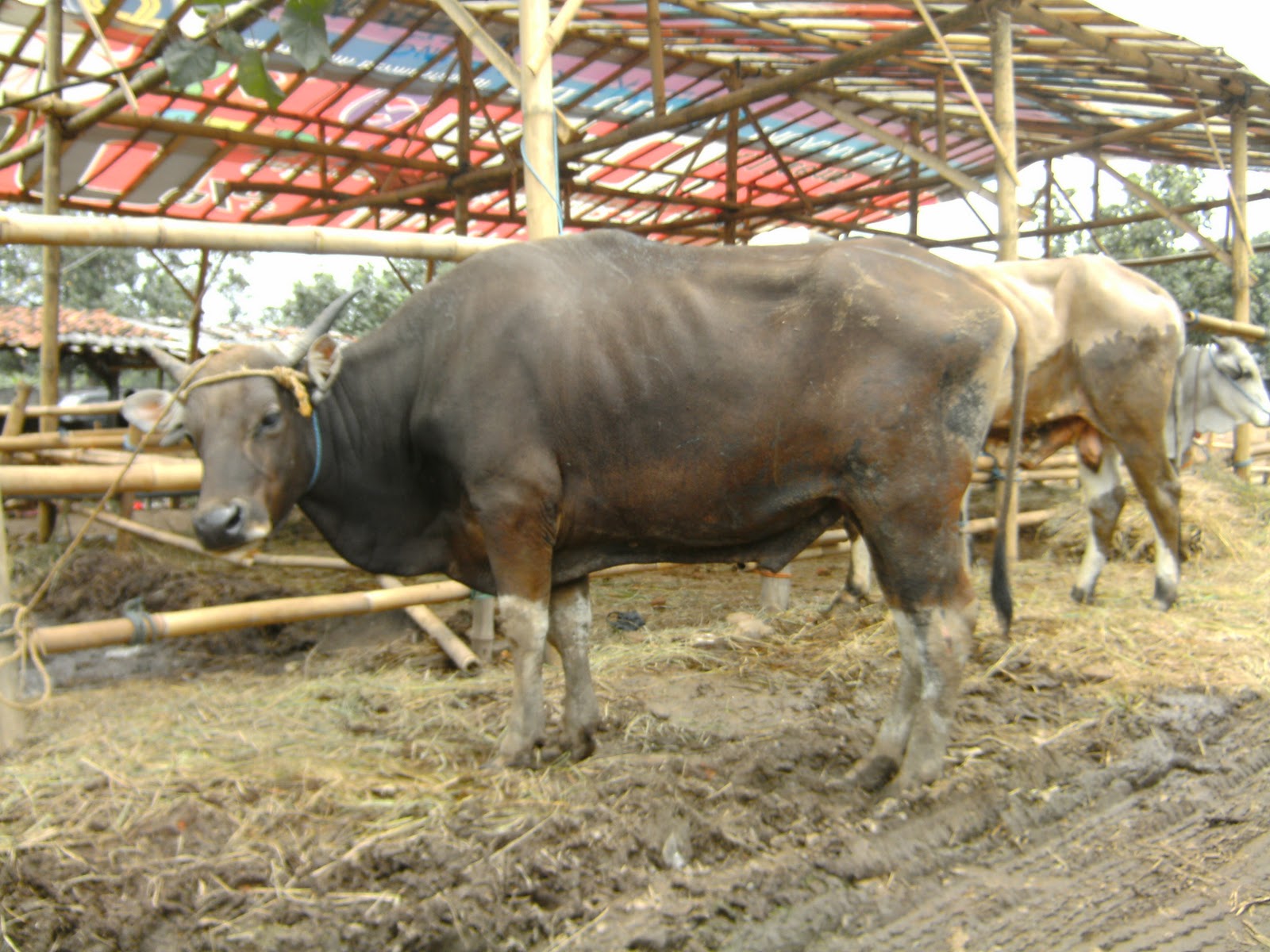 JUAL SAPI BALI