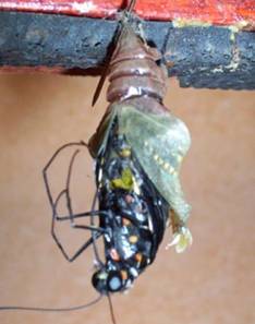 Larizzo: Kepompong Kupu-kupu