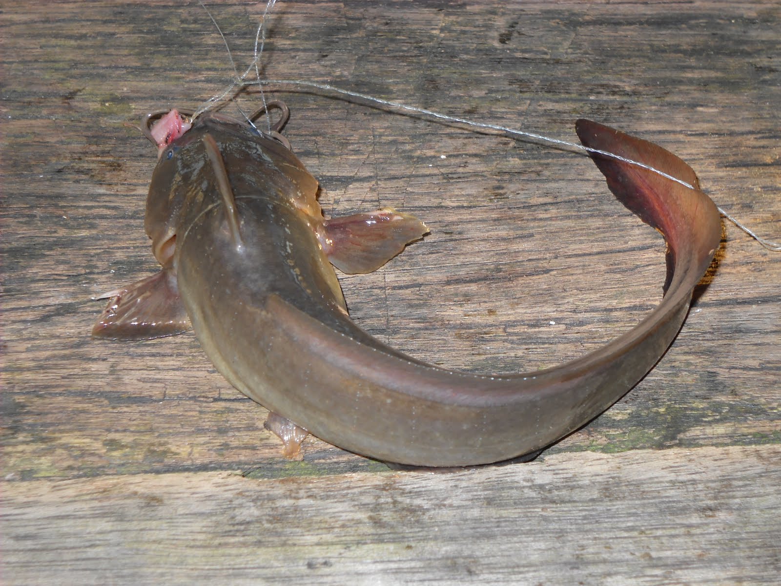 mancing muara: mancing ikan sembilang