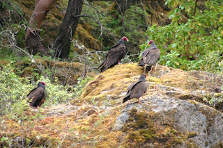Rogue River’s Turkey Vultures Return! | Southern Oregon's Surprise ...