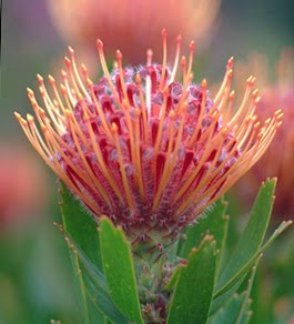 Anne-Marie with a dash: South Africa