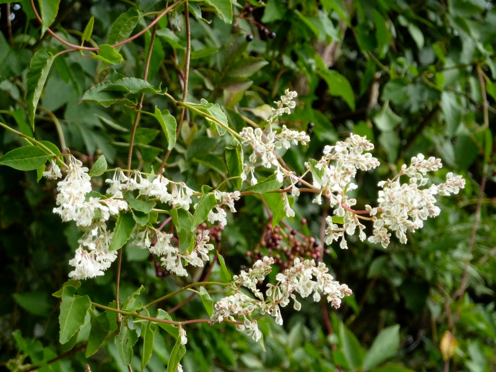 RAMBLER: Russian Vine