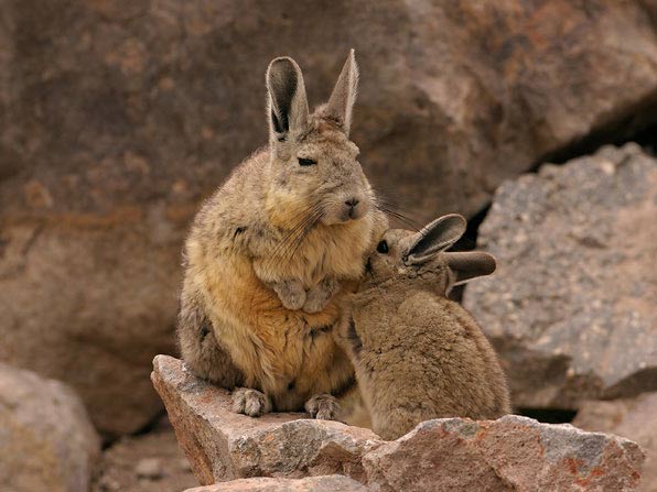 La vizcacha | Chinchillas, Roedores, Animales