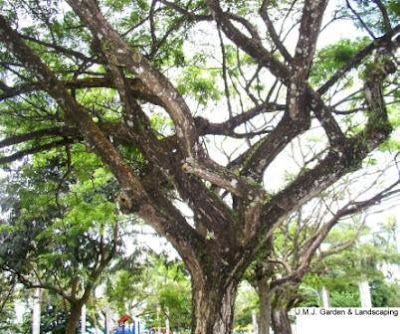 J.M.J. Landscaping: Pokok hujan-hujan, Pukul Lima or Rain Tree