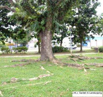 J.M.J. Landscaping: Pokok hujan-hujan, Pukul Lima or Rain Tree