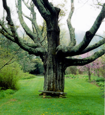 Heritage Trees of Watauga County: The Wedding Tree............. Daniel ...