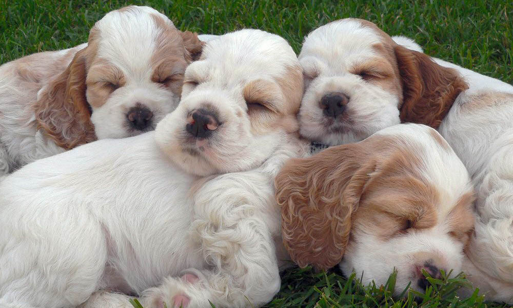 Fotos De Perros Bonitos Cachorros