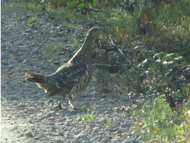 M a r j a - L e e n a: Naaras metso mökkitiellä