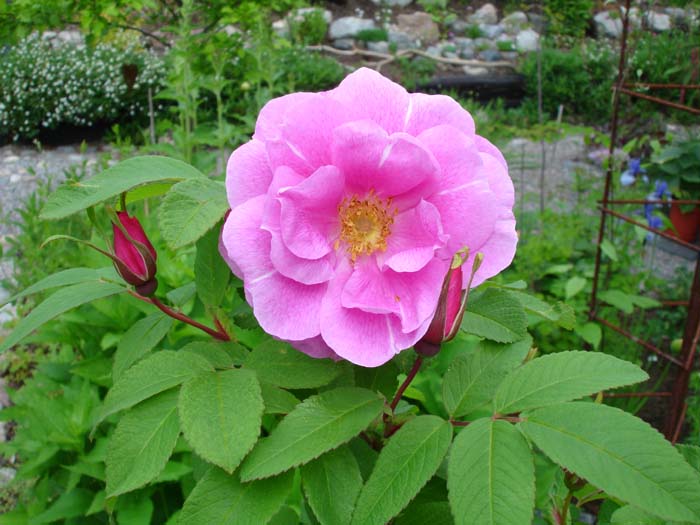 Tankar om och från min trädgård.: Taggiga rotskott.