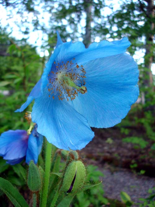 Tankar om och från min trädgård.: Bergvallmosläktet – Meconopsis.