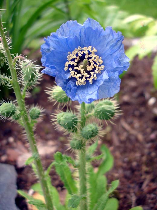 Tankar om och från min trädgård.: Bergvallmosläktet – Meconopsis.