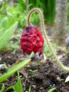 Tankar om och från min trädgård.: Bergvallmosläktet – Meconopsis.