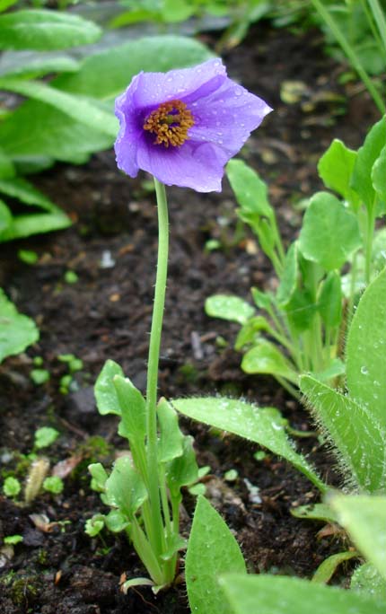 Tankar om och från min trädgård.: Bergvallmosläktet – Meconopsis.