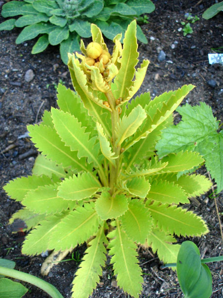 Tankar om och från min trädgård.: Bergvallmosläktet – Meconopsis.