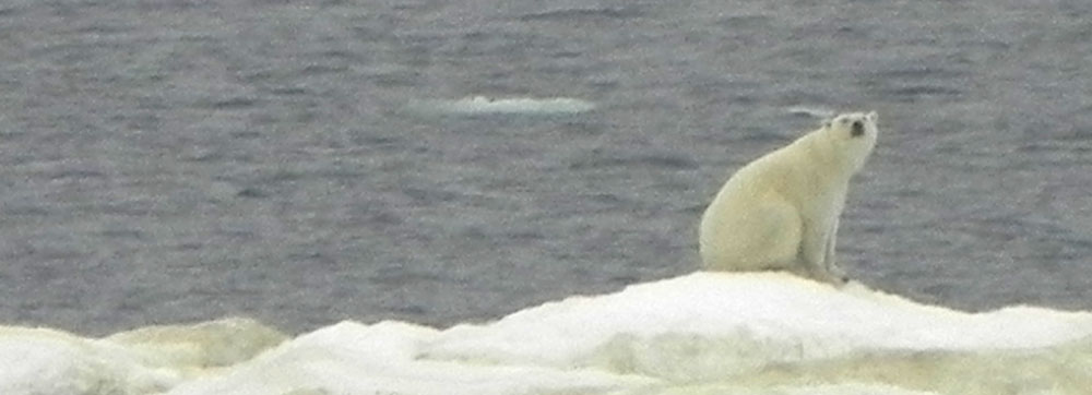 Elfshot: Nanook! Nanook! Polar Bear! Polar Bear!