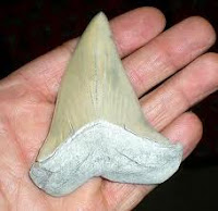 Elfshot: A Newfoundland Shark Tooth Effigy?
