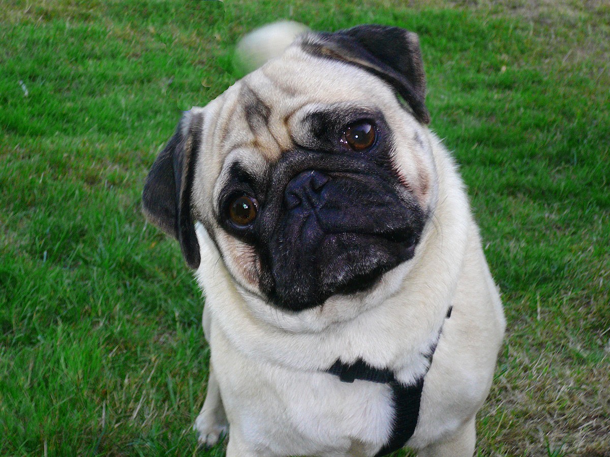 Bem-vindo ao CANIL FLAY DOG: Venda de filhotes da raça PUG