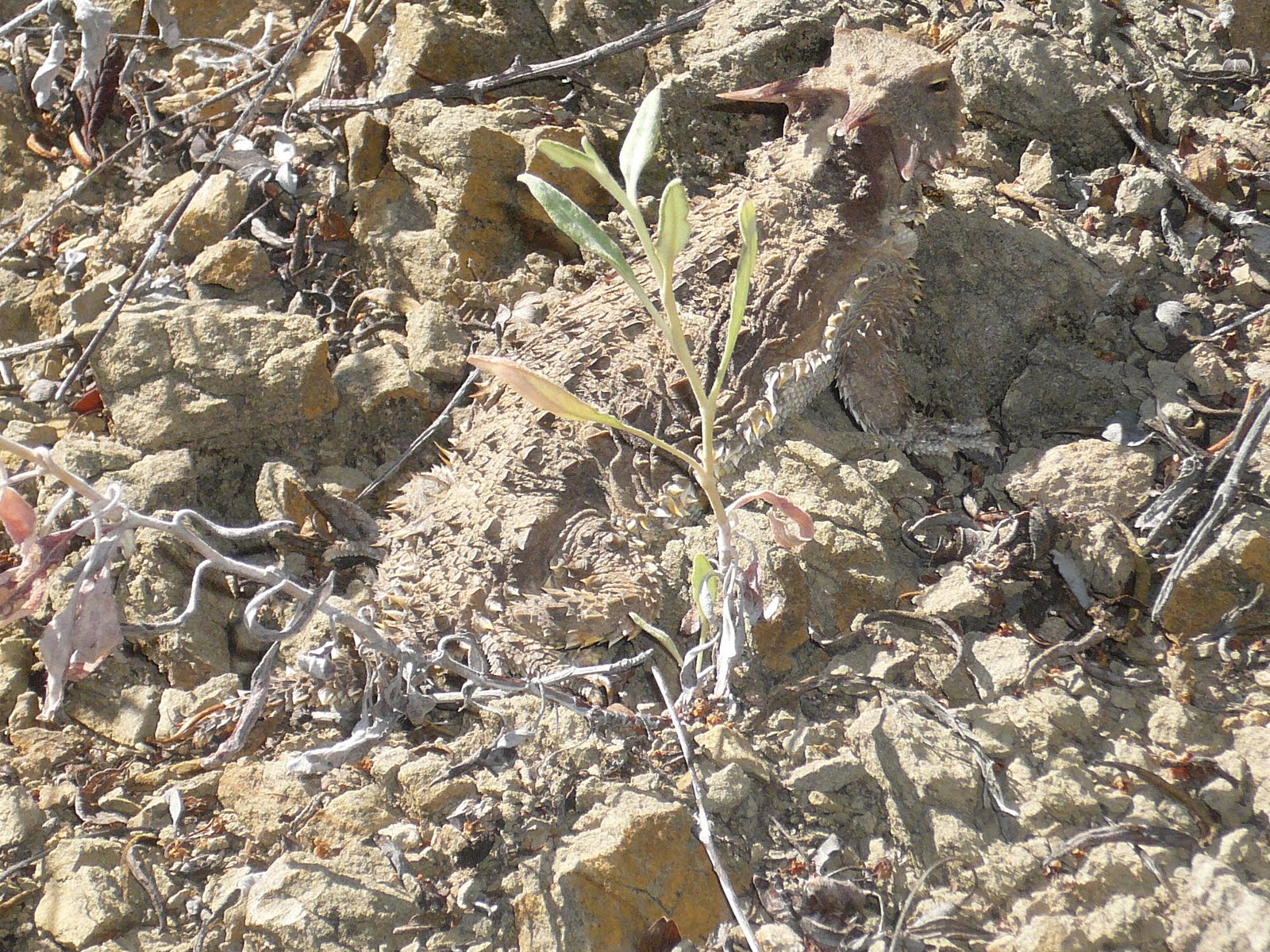 Simple Hiker: Topanga Ridge, Saddle Peak and Cold Creek Loop