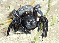 Hedgie's Nature Journal : Black Velvet Spider