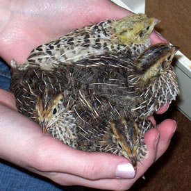 vanzari-prepelite-diverse-rase-si-oua: TERAPIE CU OUA DE PREPELITA