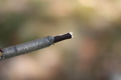 Wood Trekker: Split Stick Deadfall Trap