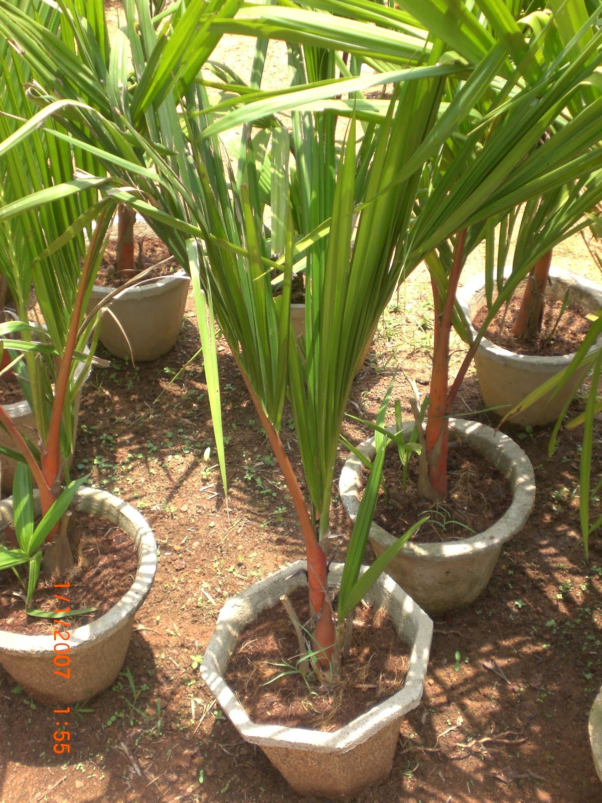 Crotons World: Red Palm