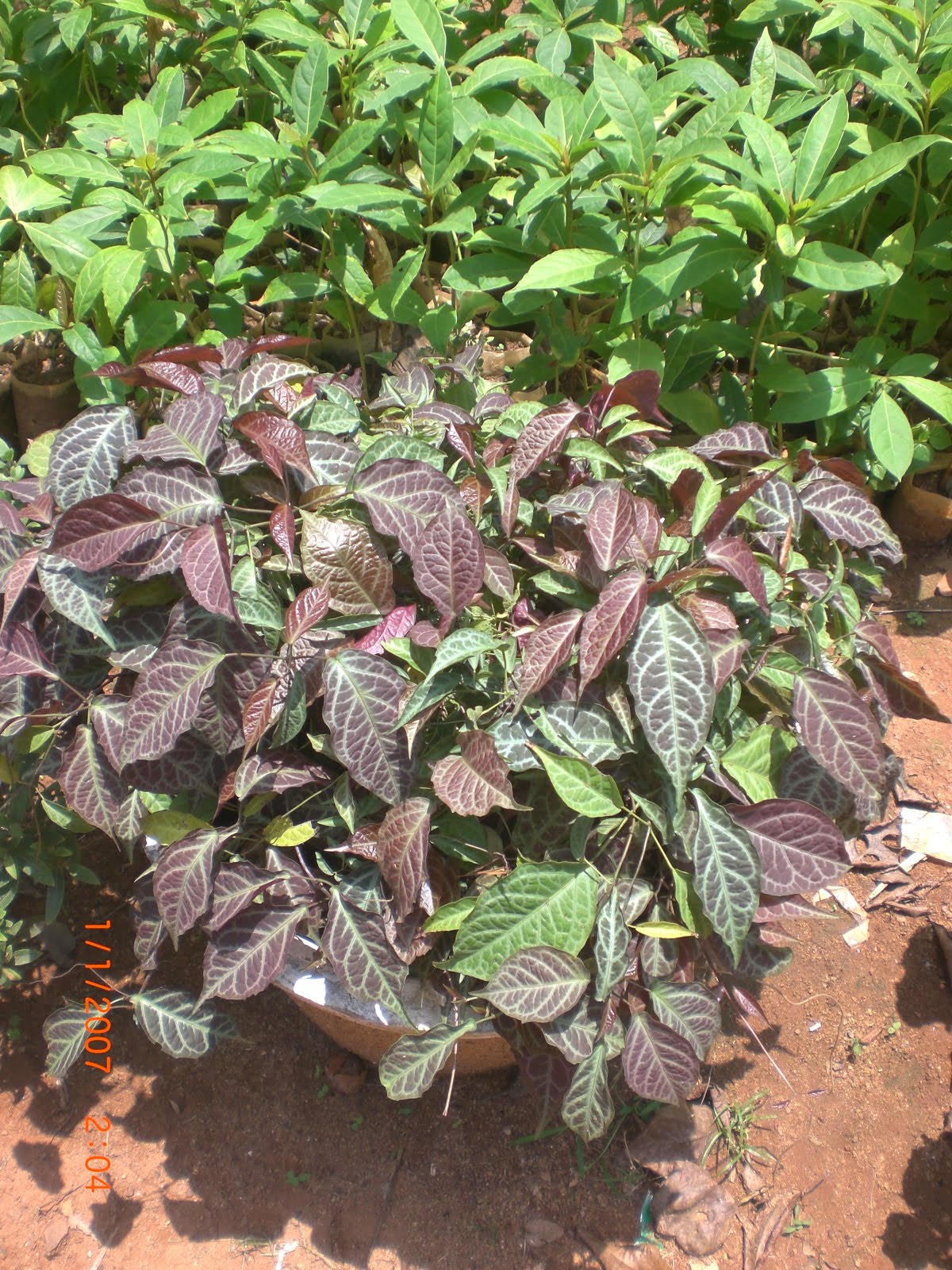 Crotons World: Hemigraphis