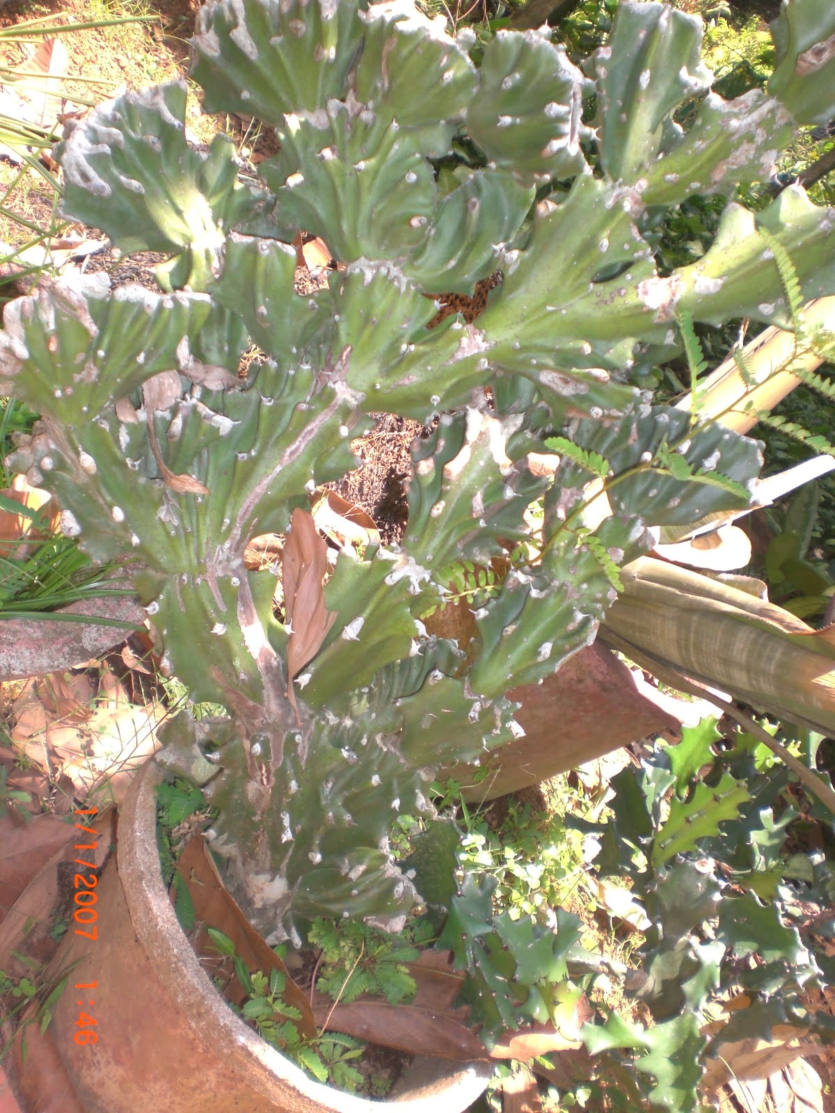 Crotons World: Cactus Plant