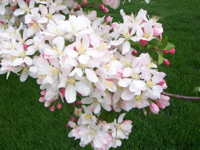 GirlzDecorate: Blooming Tree in May