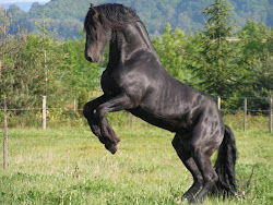caballos: caballos apareandose