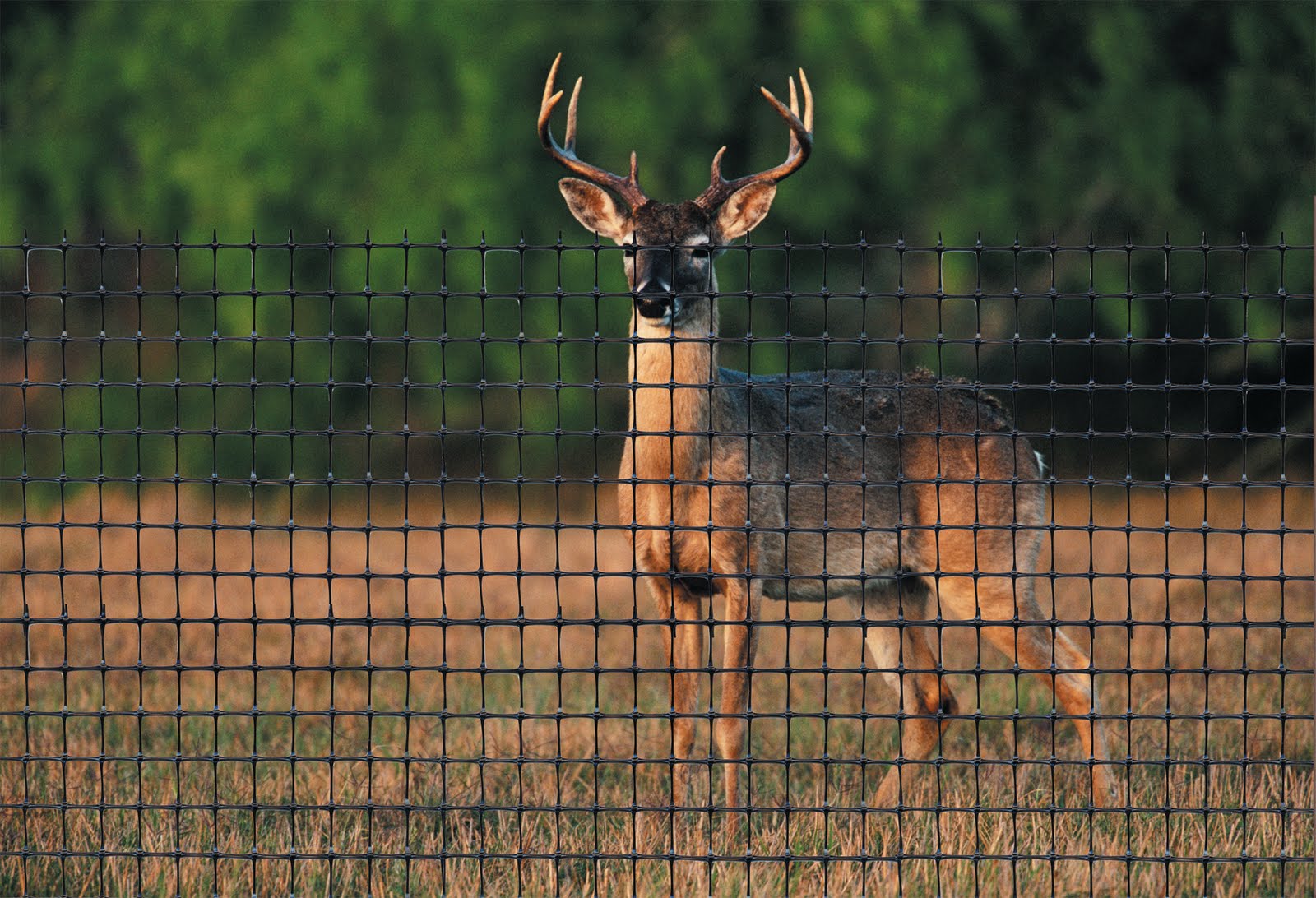 Tenax Corporation: Looking for Deer Fence?